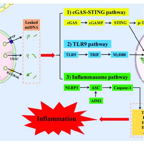 Mtdna Leakage Induces Inflammation Activation Mtdna Is Released Into Download Scientific