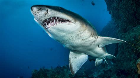 Scientists Examine Bloody Mating Wounds To Reveal Details Of Sharks Secret Sex Lives Live Science