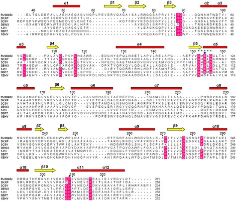 sequence alignment of rv0045c with other structurally homologous