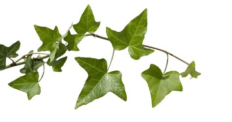 Ivy Leaves Pngs For Free Download