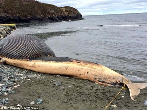 Canadian Town Patiently Wait For Washed Up Blue Whale Carcass To Explode