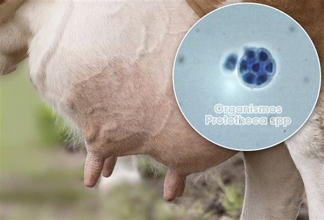¿conoce Sobre La Mastitis Ocasionada Por Prototheca Contexto Ganadero