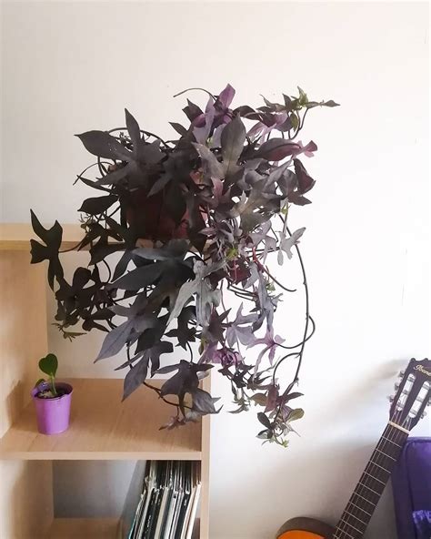 Planta De Interior De Batata