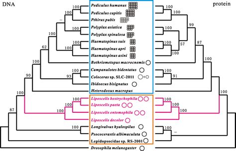 Phylogeny From Psocodea Mitochondrial Genome Sequences Numbers Above Download Scientific