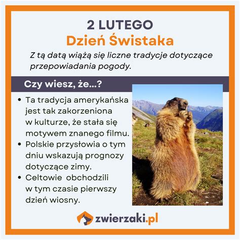 Dzień Świstaka 2025 Kiedy Tradycje I Przesądy Zwierzaki