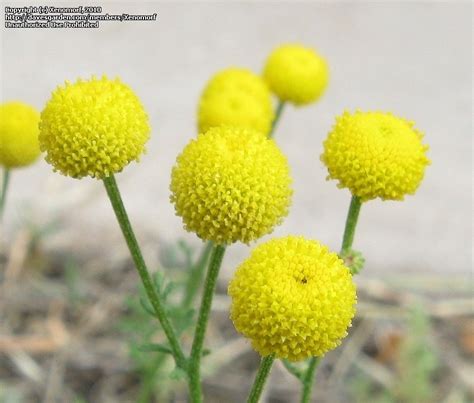 Plantfiles Pictures Oncosiphon Species Globe Chamomile Stinknet