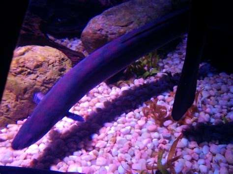 Aquarium Eels Tokyos Sumida Aquarium Asks Volunteers To Facetime Its