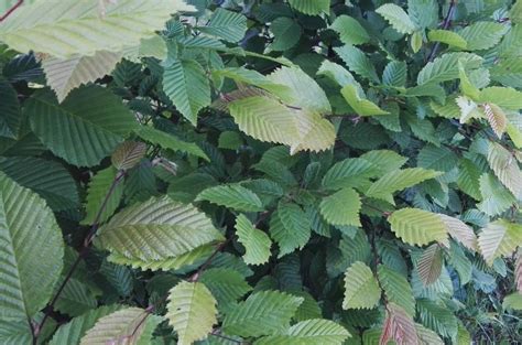 Habr Obecny Mojeplotycz