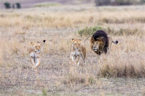 Dominant Male Lion Pride Leadership Territorial Behavior Raising Cubs