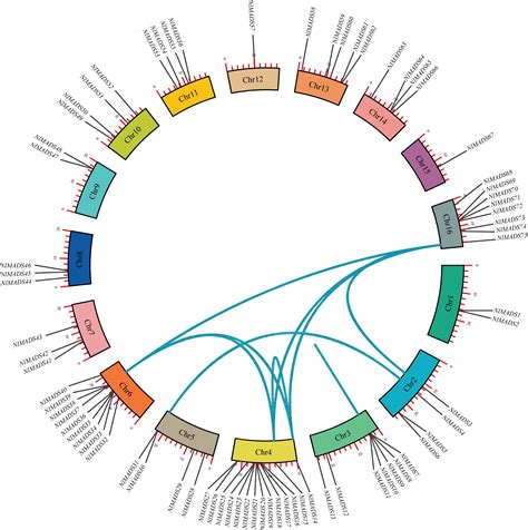 Genome Wide Identification Characterization Evolution And Expression Pattern Analyses Of Mads