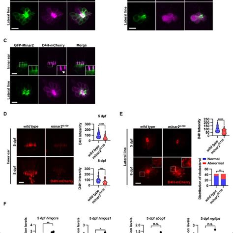 Minar2 Increases Cholesterol Labeling And Colocalizes With Cholesterol
