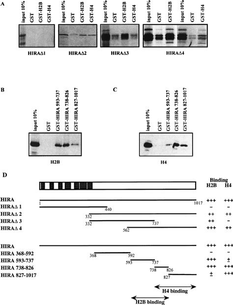 Core Histone Binding Domains In Hira Protein A Hira Deletion Mutants