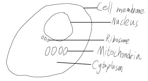 Biology Cell Structure 创新者 老王的博客