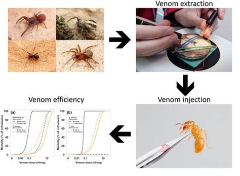 Toxins Free Full Text High Specific Efficiency Of Venom Of Two Prey