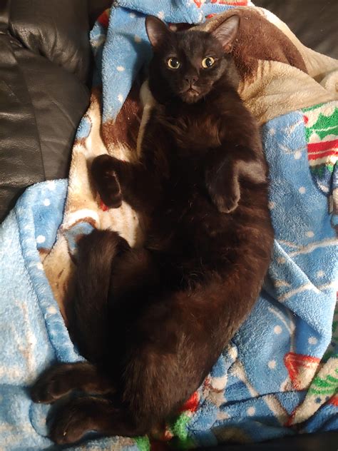 My Asshole Ex Roommate Abandoned Her Cat With Me And Im Glad She Did