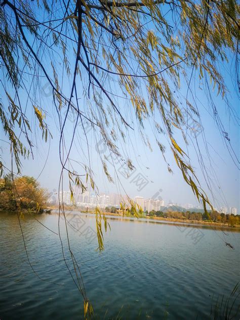 秋天柳树植物摄影图图片 包图网企业站