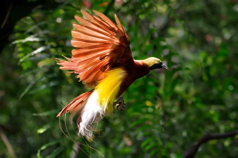 Asal Usul Burung Cendrawasih Tokoh Dan Pesan Moral