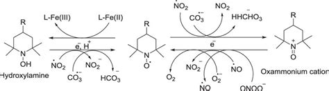 Reaction Of Cyclic Nitroxide With The Oxidant And Reductant Download