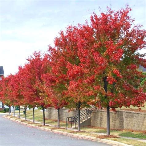 12 Best Trees To Line Driveways And Sidewalks Fast Growing