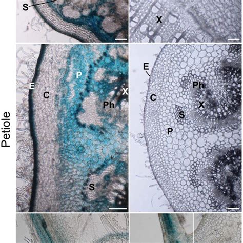 Promoter‐β‐glucuronidase Assays Of Transverse Sections Of P39 Poplar