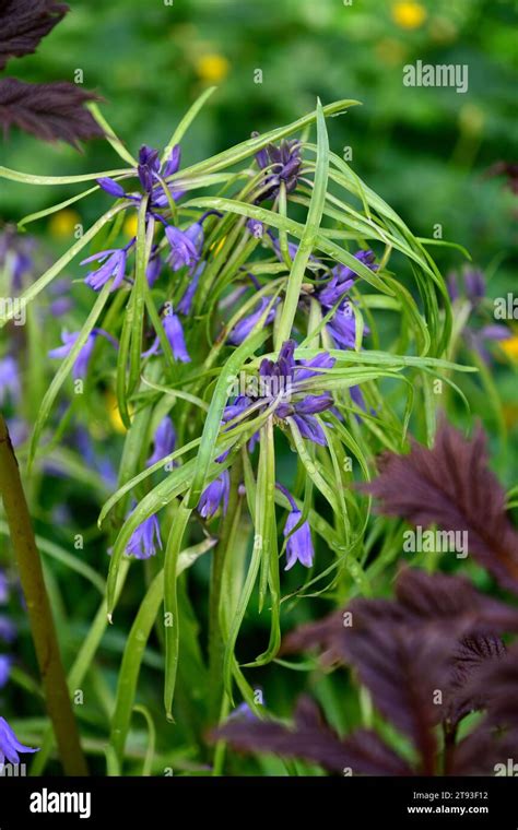 Fasciation Fasciated Flower Fasciation In Bluebell Flower Fasciated