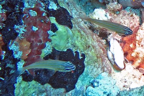 The Yellow Striped Cardinalfish Whats That Fish