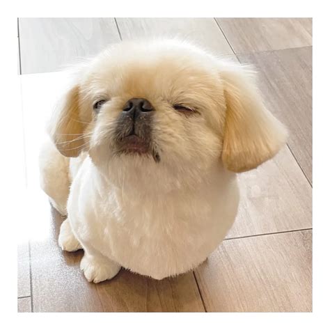 14 Pekingese Colors And Color Combinations And 7 Markings