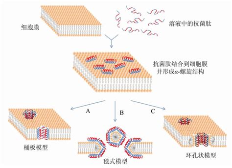 抗菌肽在化妆品中的应用（祛痘、去屑、防腐） 知乎