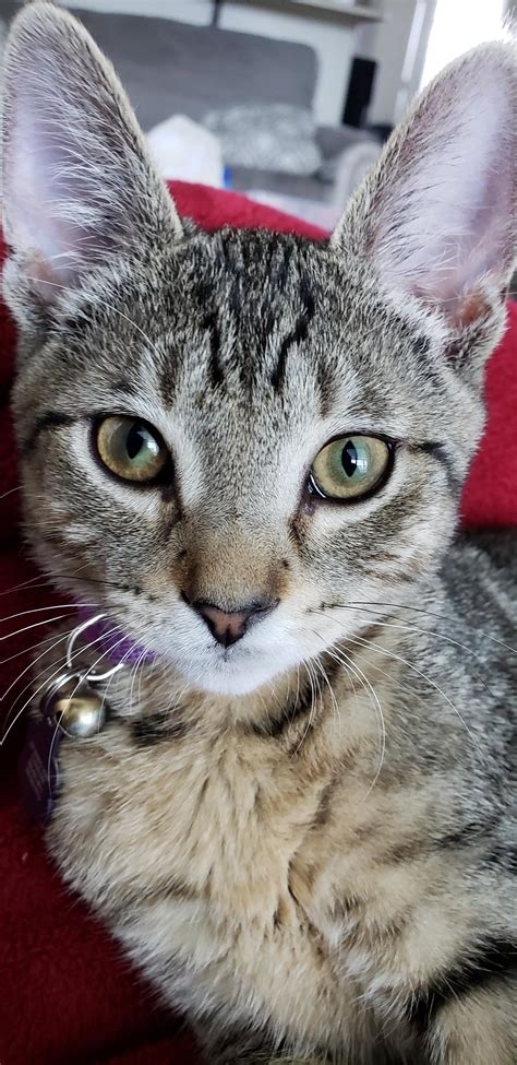 Look Deep Into My Eyes R Supermodelcats