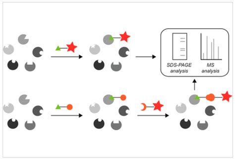 Activity Based Protein Profiling Service Mtoz Biolabs
