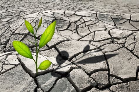 Rising From The Dead Everyday First Class