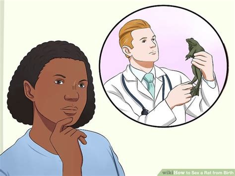 How To Sex A Rat From Birth R Disneydilemma