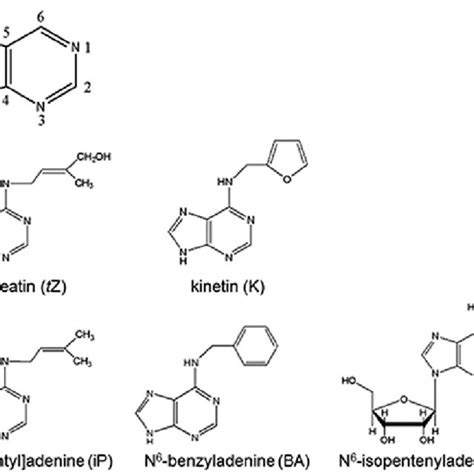 Diagrammatic Scheme Showing The Movement Of Cytokinins Through The