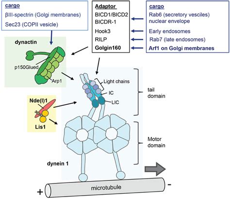 What Is The Difference Between Dynein And Kinesin Pediaa Com