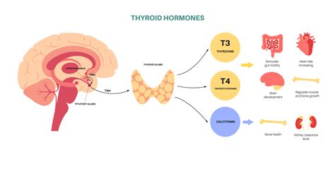Thyroid Function Panel Empire City Laboratories Medical Lab Testing Antibody Pcr Covid 19 Sars Thyroid Function Panel Empire City Laboratories Medical Lab Testing Antibody Pcr Covid 19 Sars