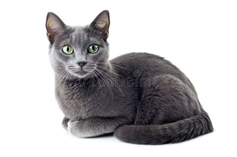 Charming Korat Cat Lounges Elegantly Showcasing Its Shiny Silver Gray
