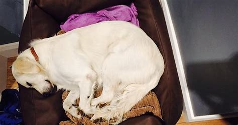 inboxmeyourgoldenretrievers imgur