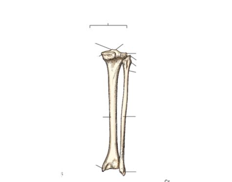 Posterior Aspect Of Tib Fib — Printable Worksheet