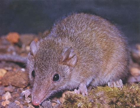 Malcolms Musings Miscellaneous The Strange Story Of Antechinus