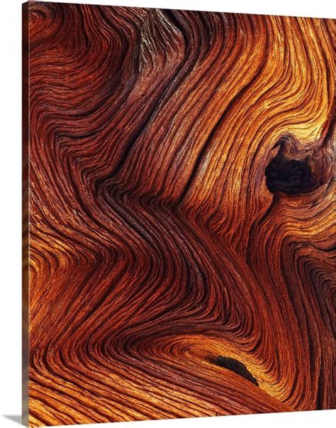 Detail Of Brown Fungi