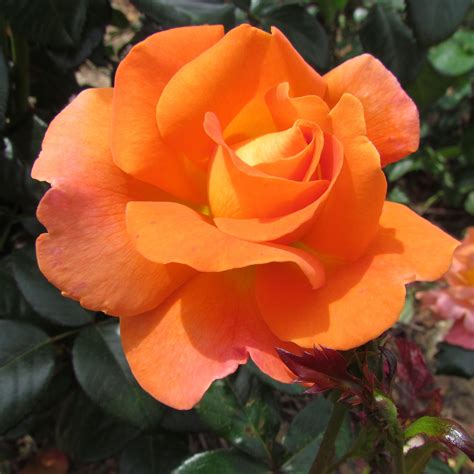 Loving Mum Rose Orange Hybrid Tea Rose Style Roses