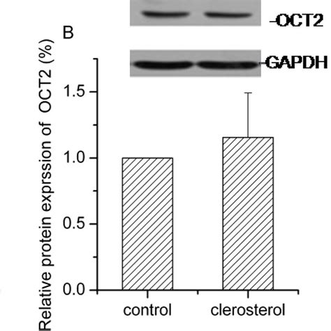 A Shows Reduced Rhodamine B Pgp Substrate Uptake After Pgp