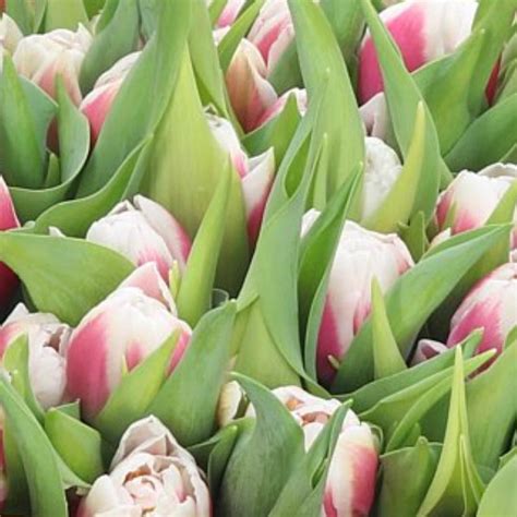 Lalele Duble Bicolore Choopa Choop 5buc Planterraro Viata Pe Verde