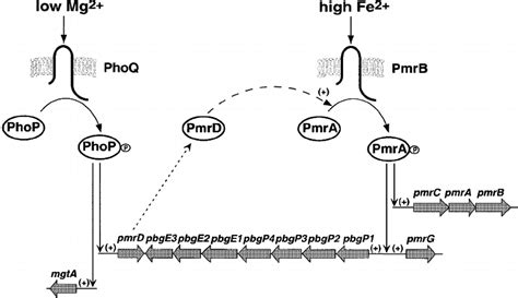 Model For The Activation Of The Pmra±pmrb Two Component System By The Download Scientific