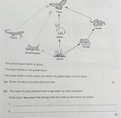 Solved Hawk Snake Lizard Rabbit Mouse Grasshopper Grass The