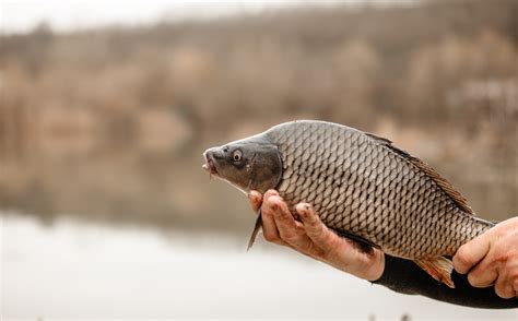 Balta Sultan Calarasi Added A Balta Sultan Calarasi