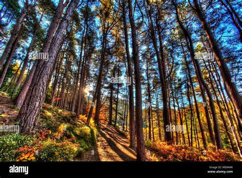 Loch Ness Scotland Artistic Autumnal View Of A Track Through Camus Forest Above The Loch Ness