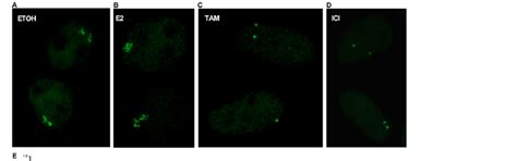 Ligands Regulate Large Scale Chromatin Structure A D Gfp Er Was