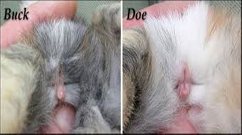 How To Determine The Sex Of A Rabbit Part 1 Youtube