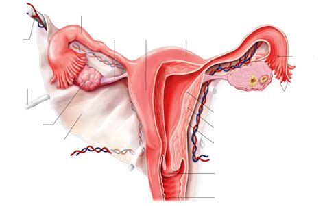 Uterus Diagram Quizlet